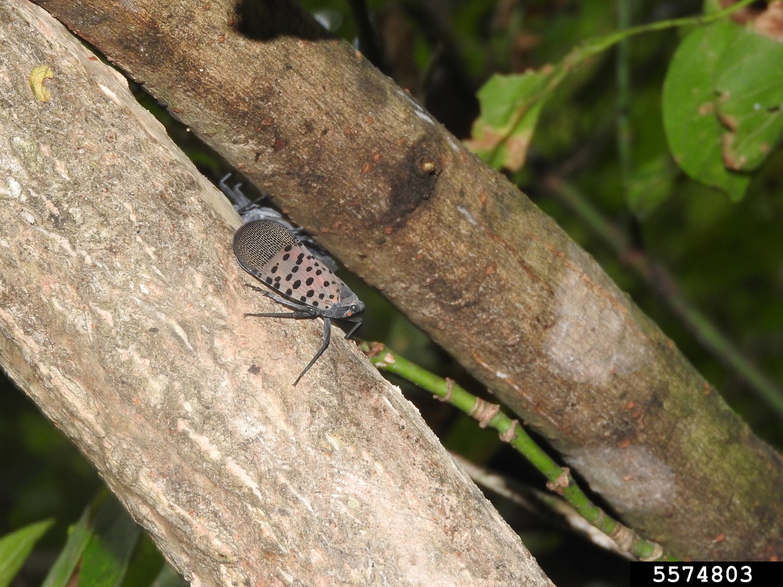 spotted lanternfly (Lycorma delicatula (White, 1845))