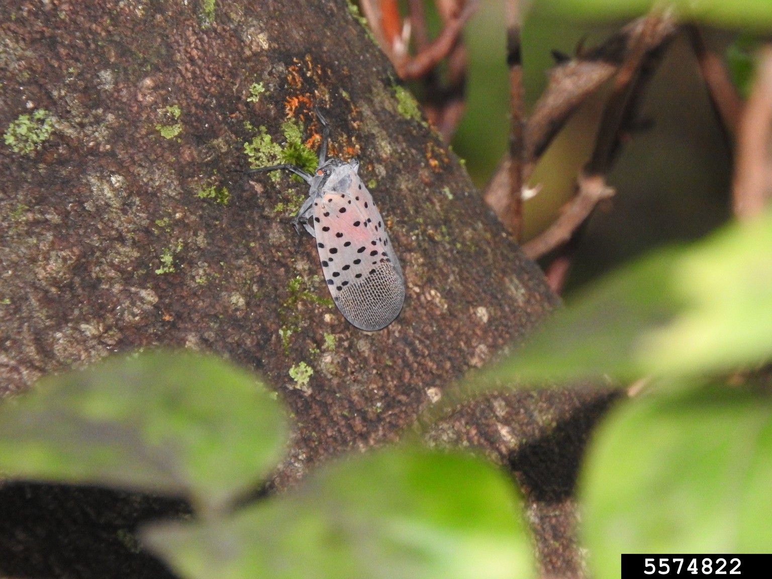 spotted lanternfly (Lycorma delicatula (White, 1845))
