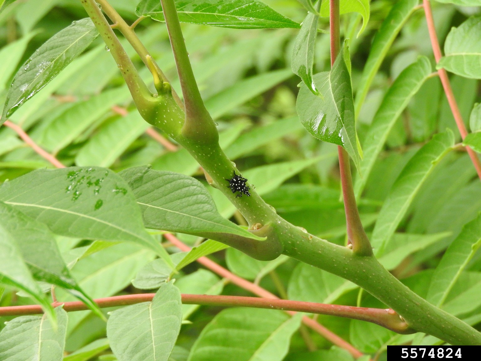 spotted lanternfly (Lycorma delicatula (White, 1845))