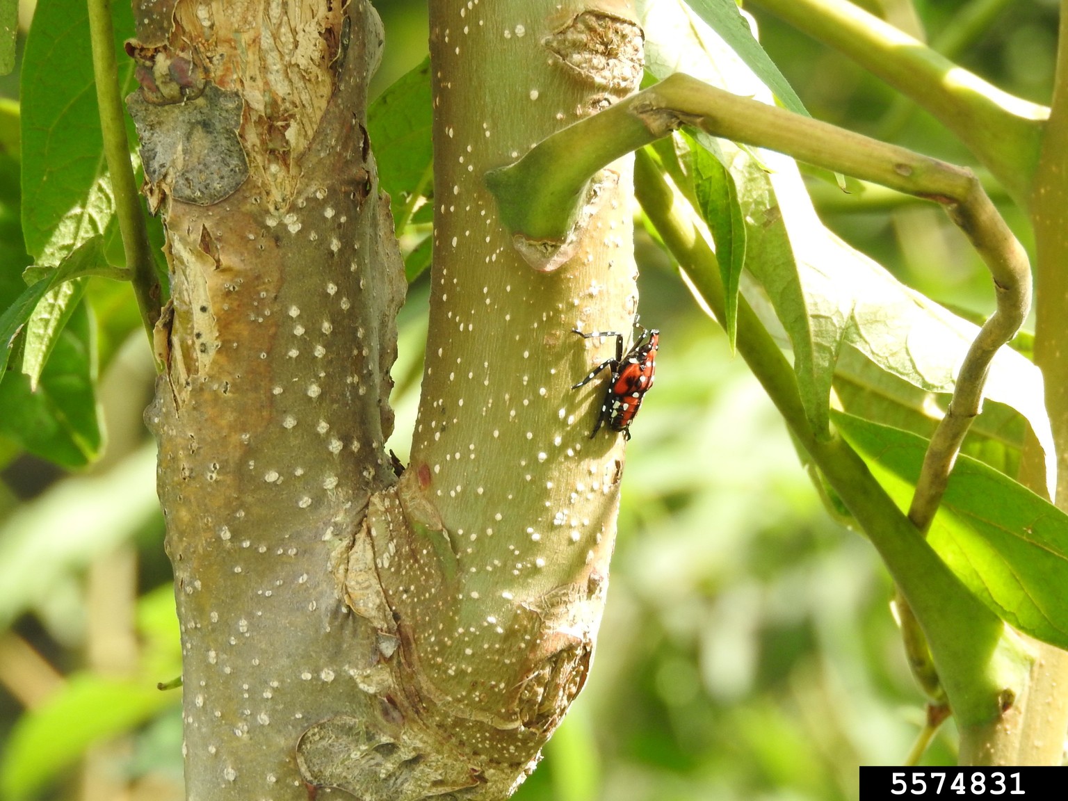 spotted lanternfly (Lycorma delicatula (White, 1845))