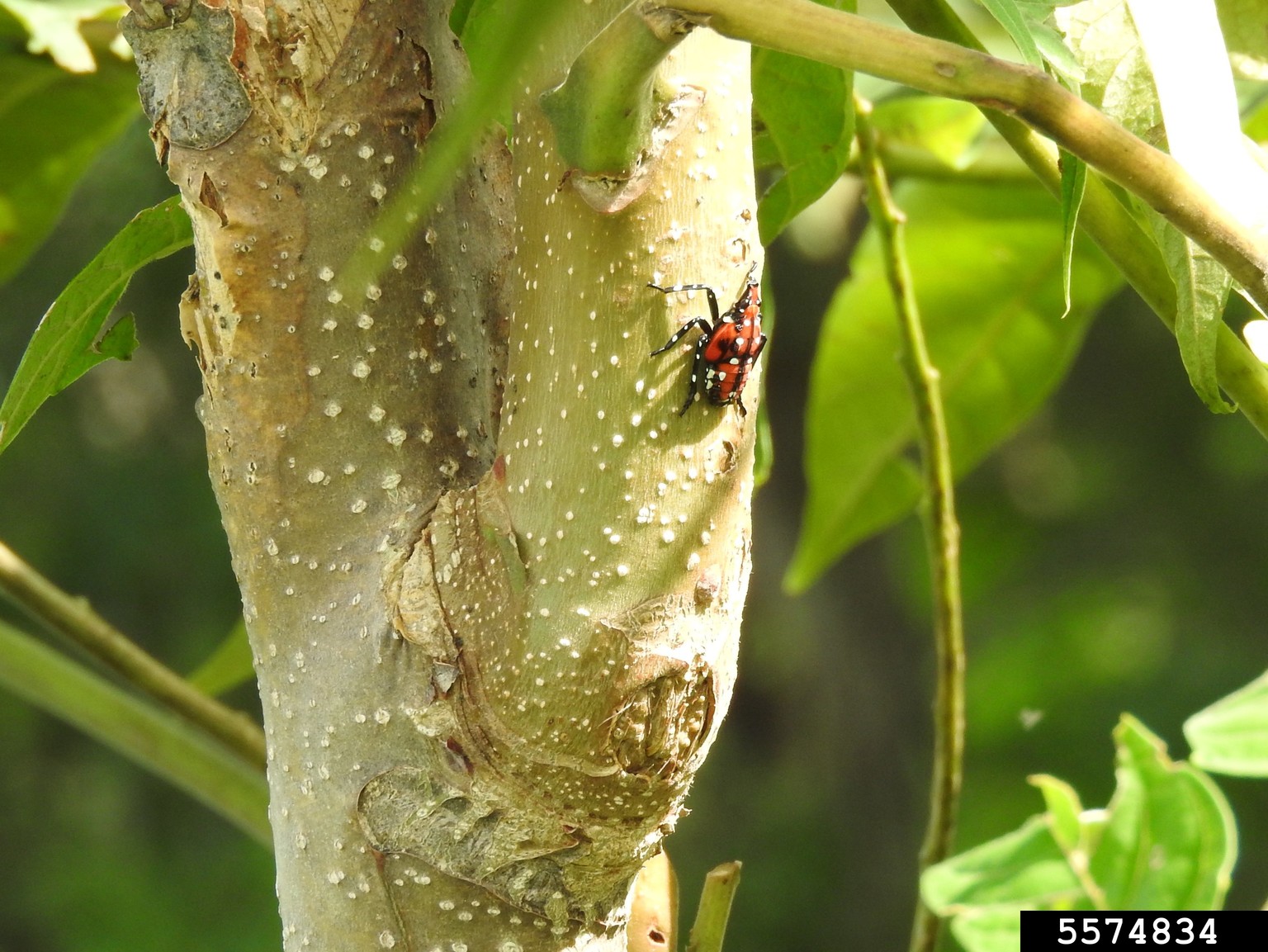 spotted lanternfly (Lycorma delicatula)
