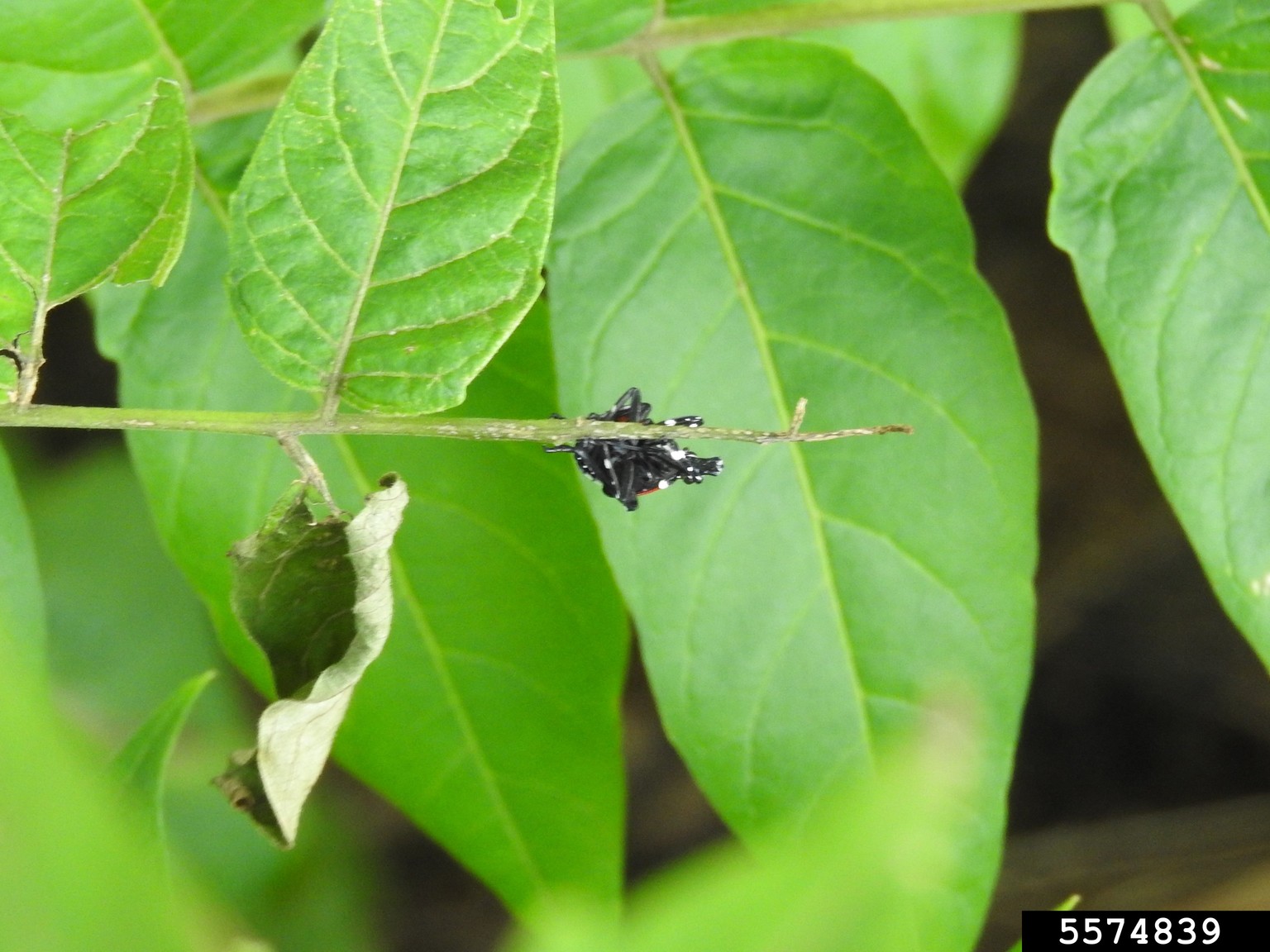 spotted lanternfly (Lycorma delicatula)