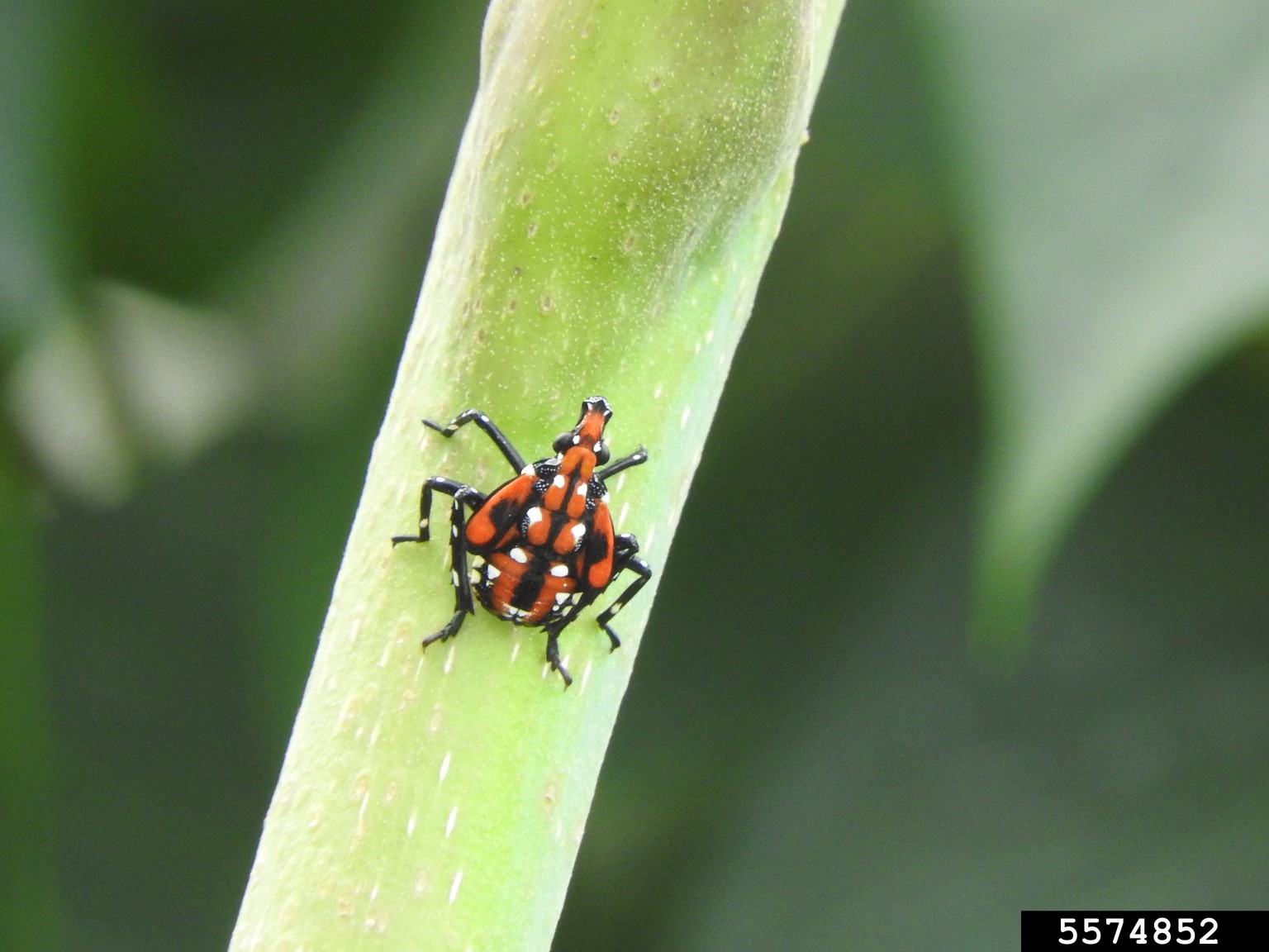 spotted lanternfly (Lycorma delicatula)