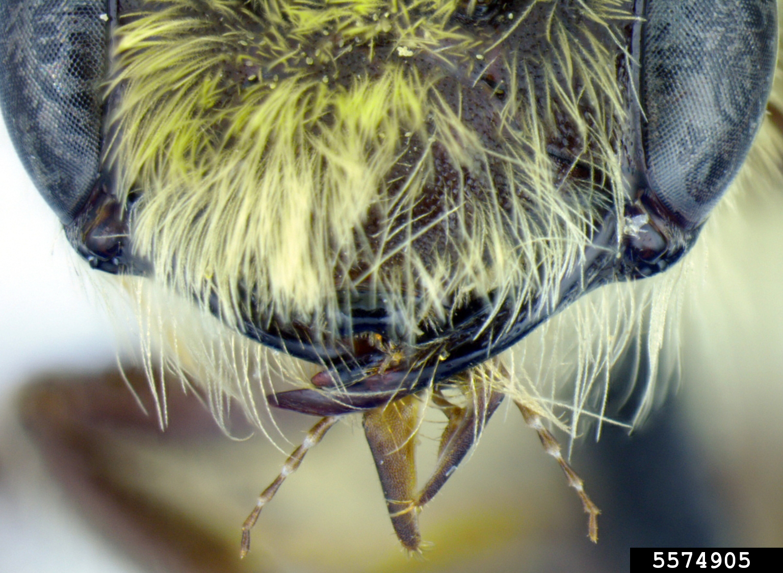 mining bee (Andrena hirticincta Provancher, 1888)