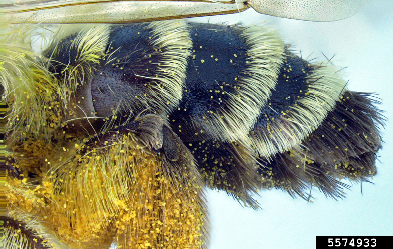 mining bee (Andrena colletina Cockerell,1906)