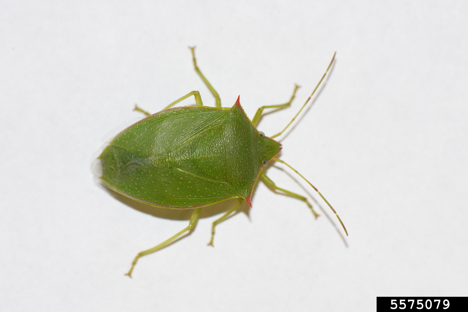 stink bug (Loxa flavicollis)