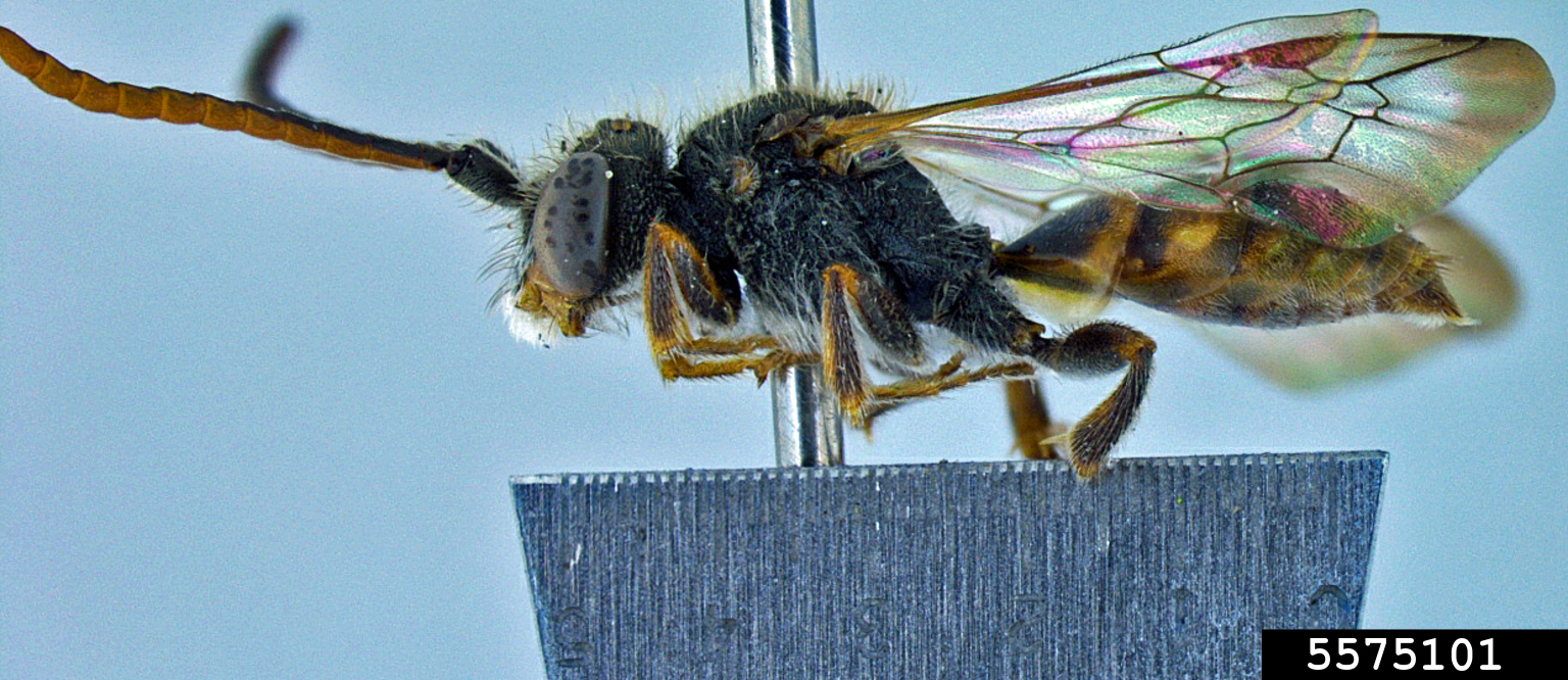 cuckoo bee (Nomada msp1 Scopoli, 1770)