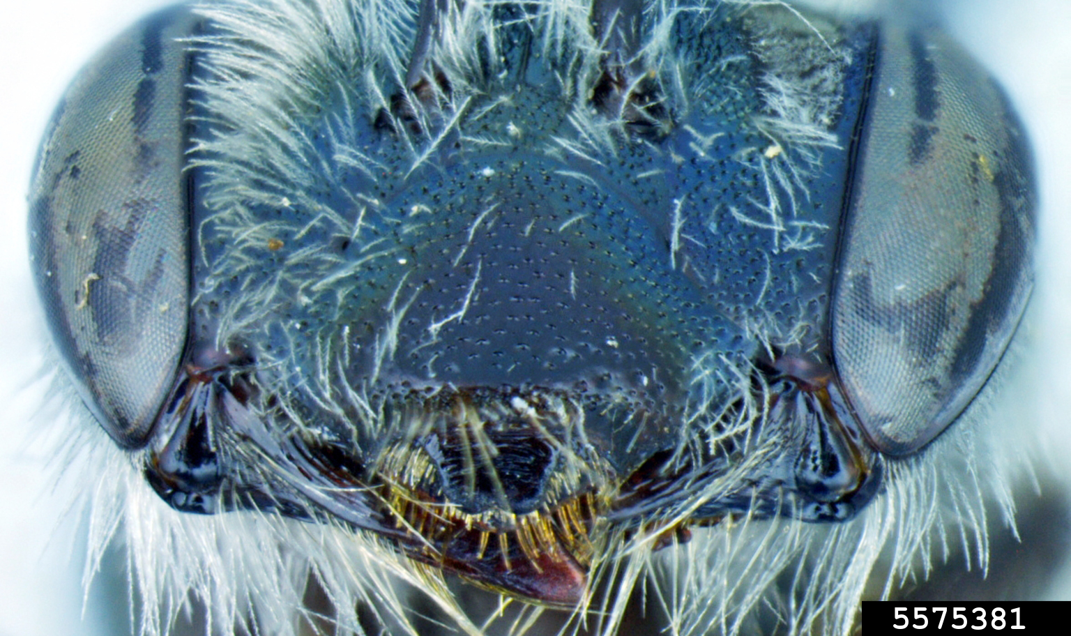 mining bee (Andrena lewisorum Thorp, 1969)