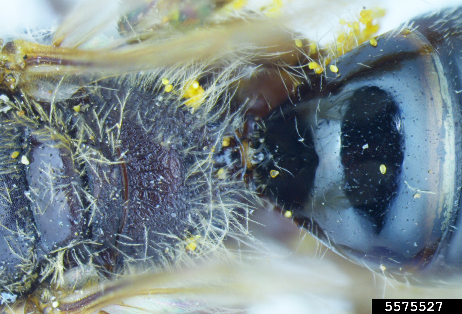 mining bee (Andrena fragilis Smith, 1853)