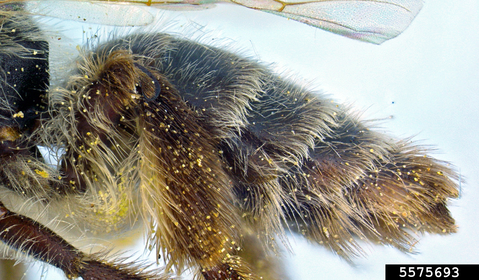 mining bee (Andrena erythronii)