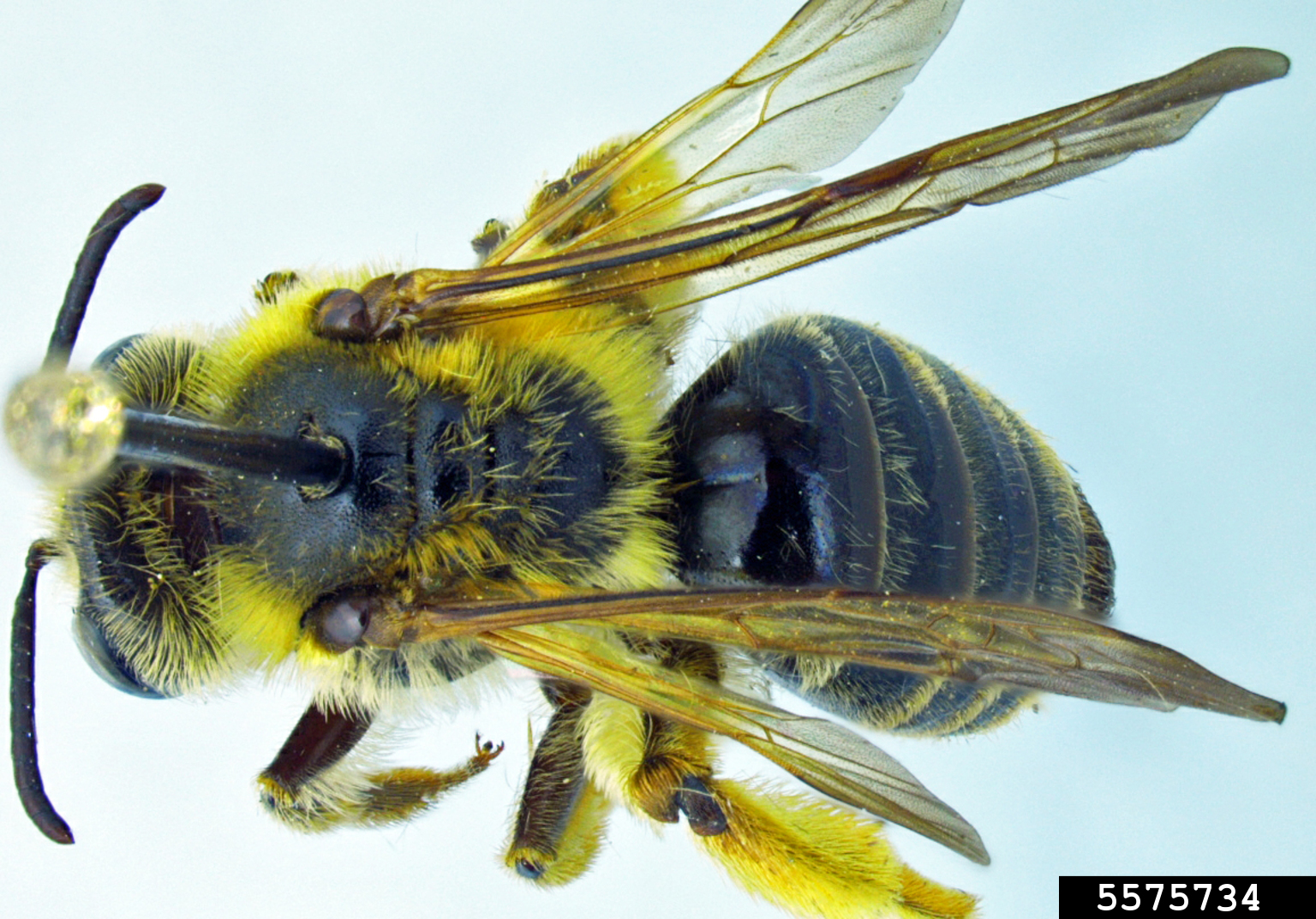 mining bee (Andrena hilaris Smith, 1853)
