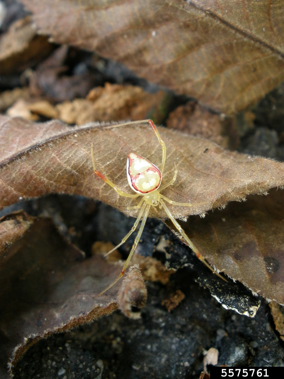 cobweb spiders (Genus Spintharus Hentz, 1850)