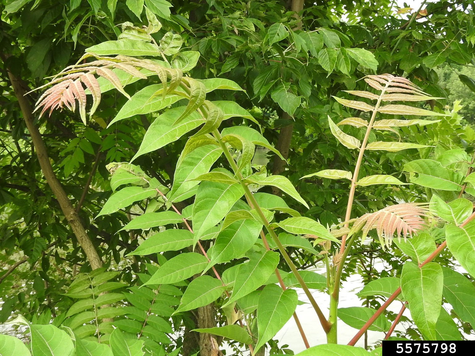 mite (Aculops ailanthi Lin-Fuping, Jin-Changle & Kuang-Haiyua, 1997)