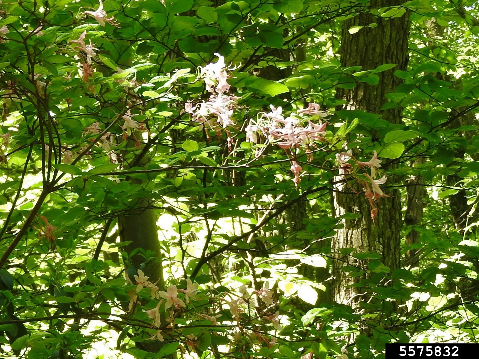 rhododendrons and azaleas (Genus Rhododendron L.)