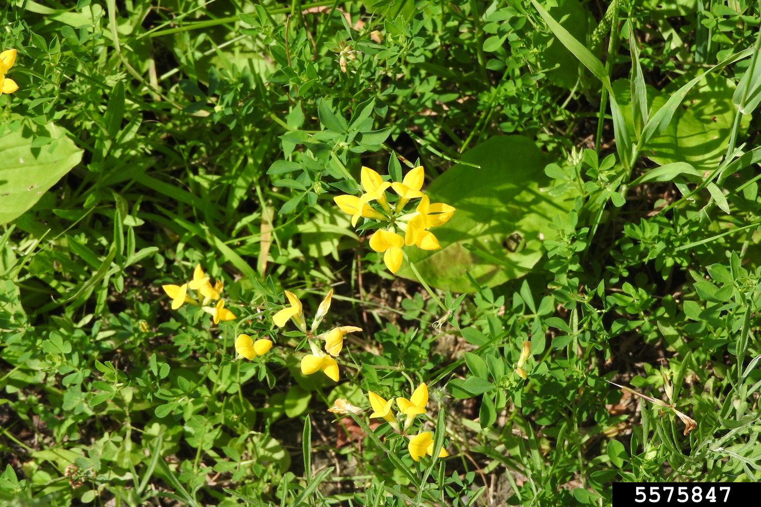 birdsfoot trefoil (Lotus corniculatus L.)