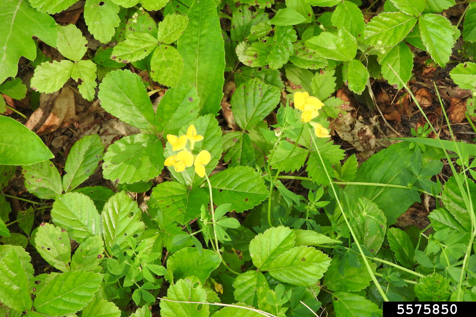 birdsfoot trefoil (Lotus corniculatus L.)