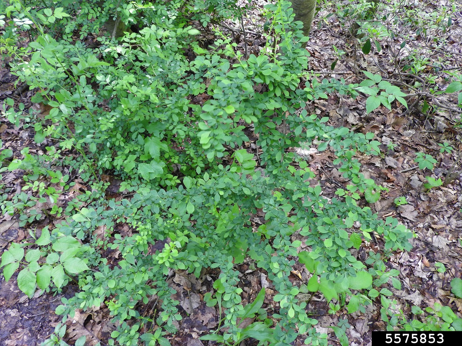 Japanese barberry (Berberis thunbergii)