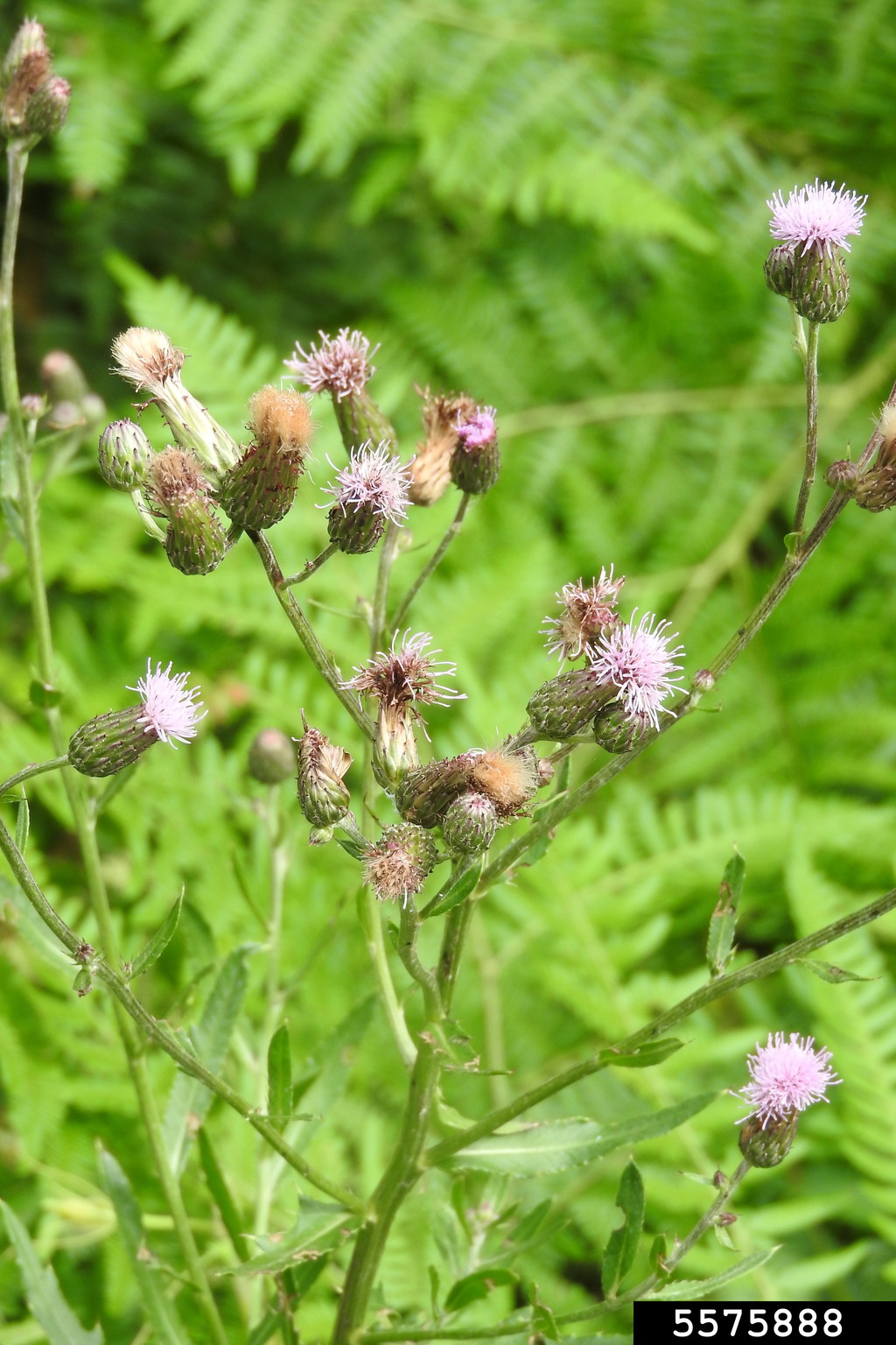 Canada thistle (Cirsium arvense)