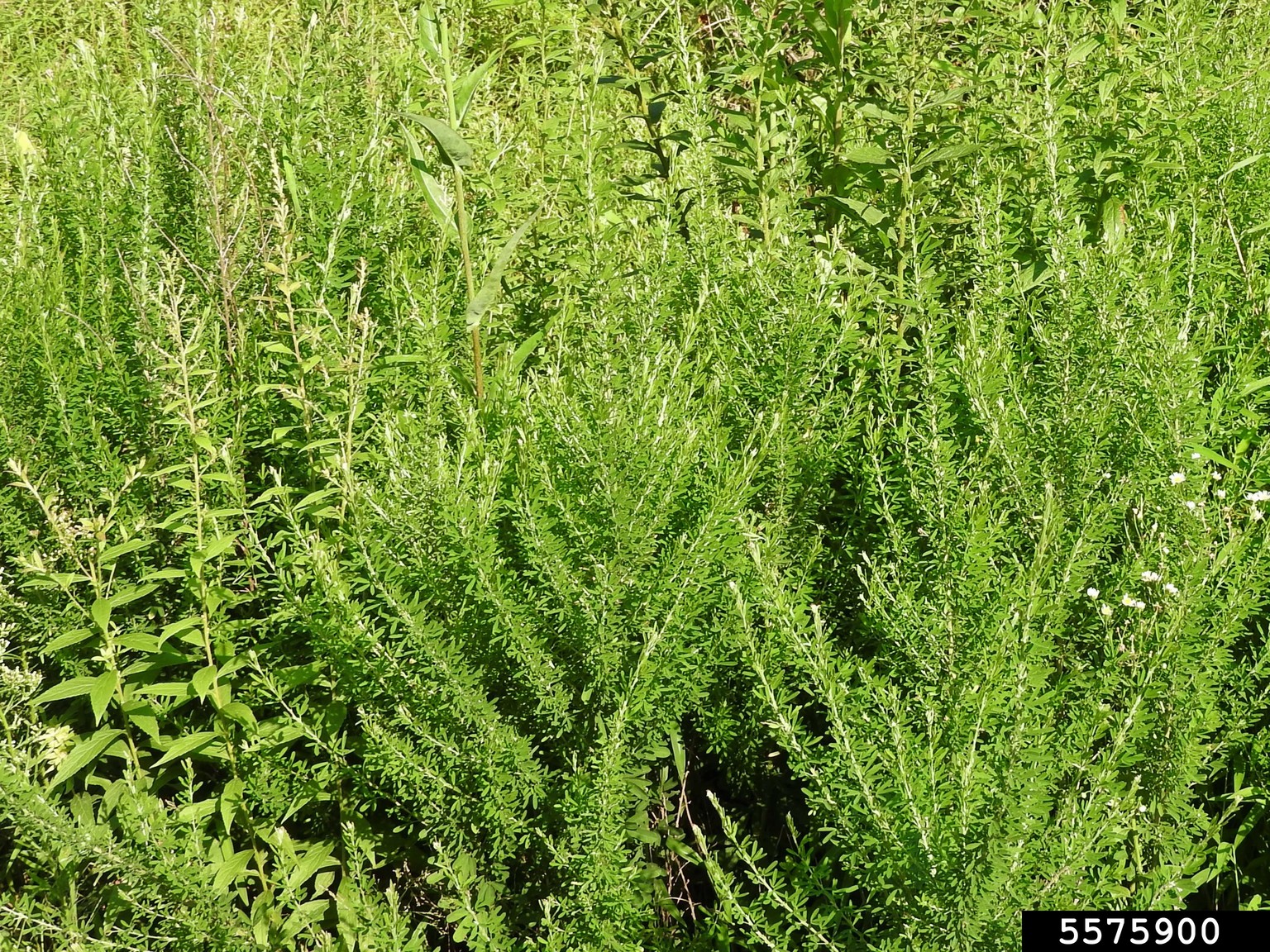 sericea lespedeza (Lespedeza cuneata (Dum.-Cours.) G. Don)