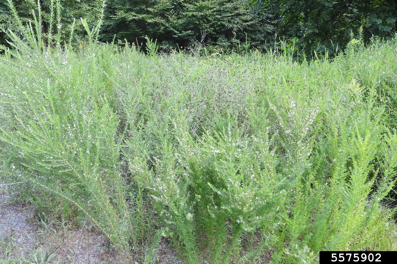 sericea lespedeza (Lespedeza cuneata)