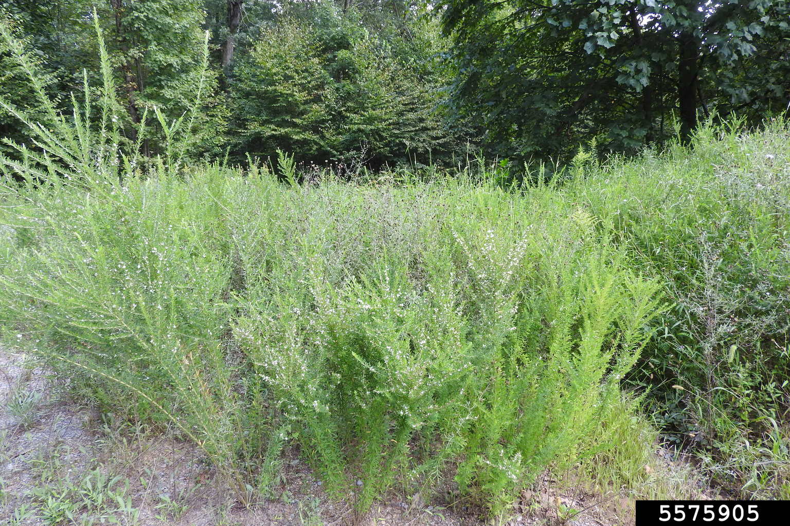 sericea lespedeza (Lespedeza cuneata (Dum.-Cours.) G. Don)