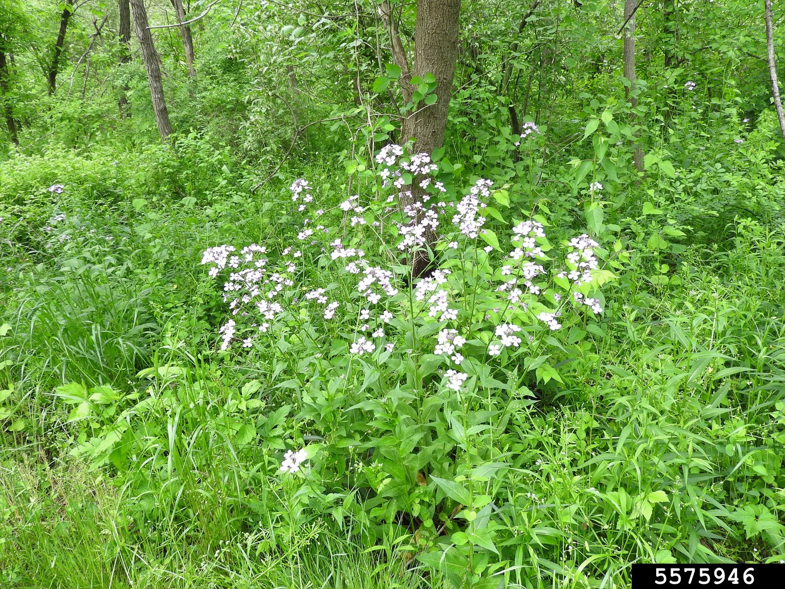 dames rocket (Hesperis matronalis L.)