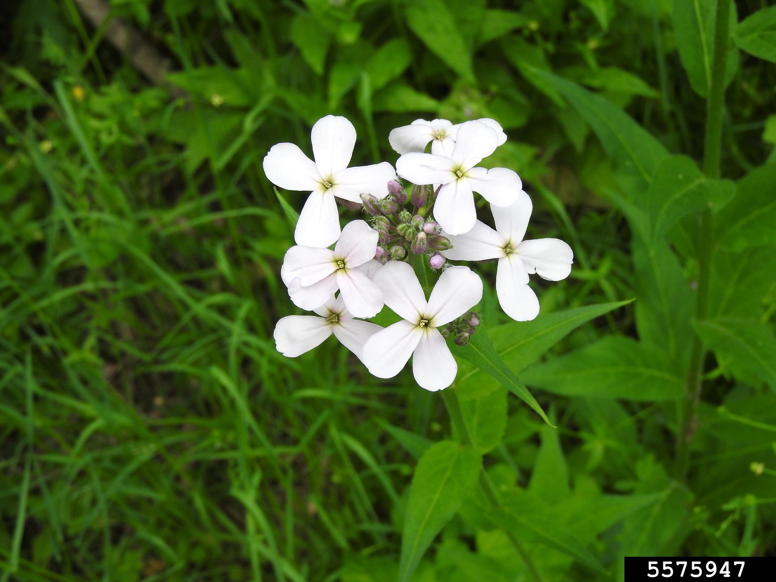 dames rocket (Hesperis matronalis)