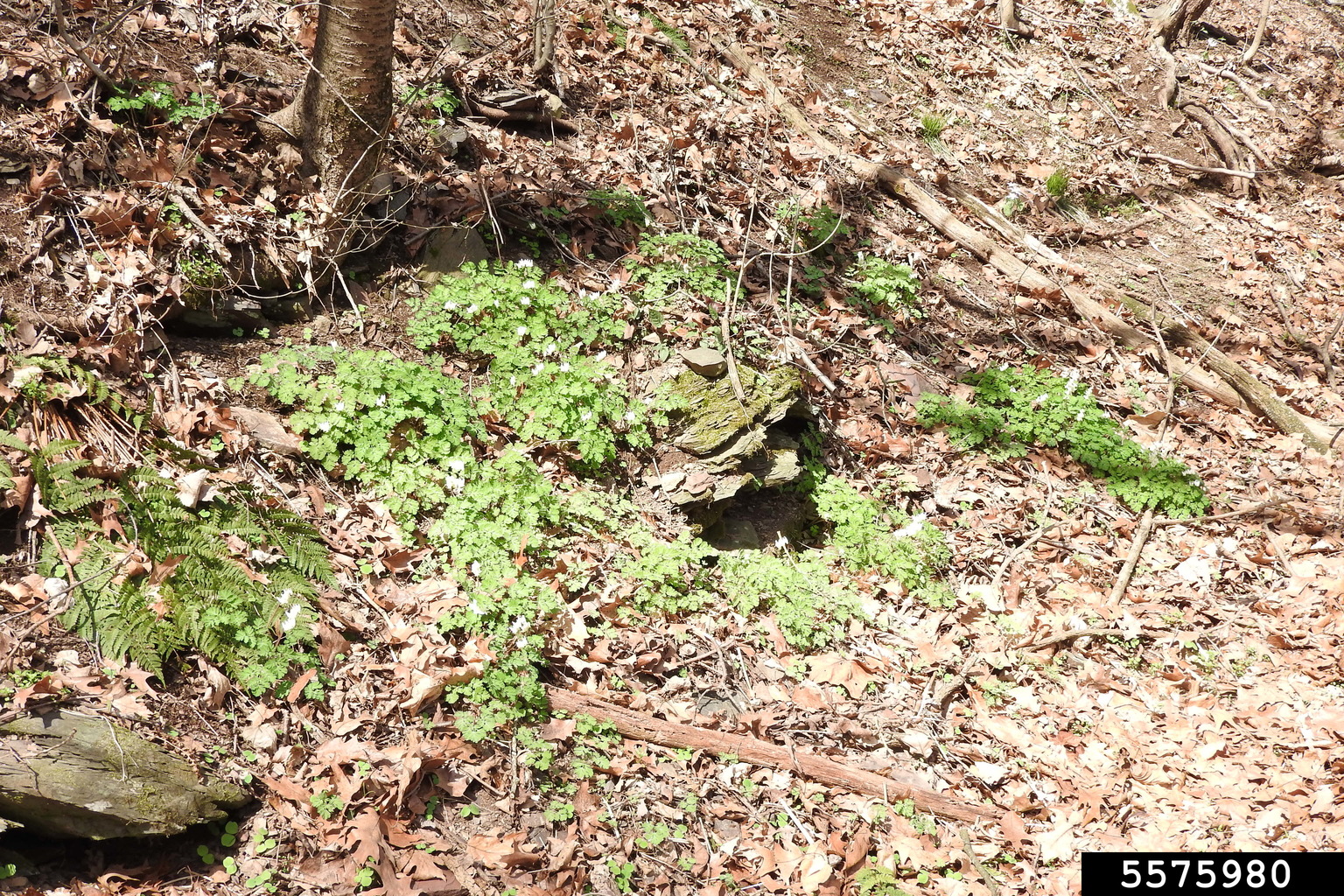 Chinese rose beetle (Adoretus sinicus)
