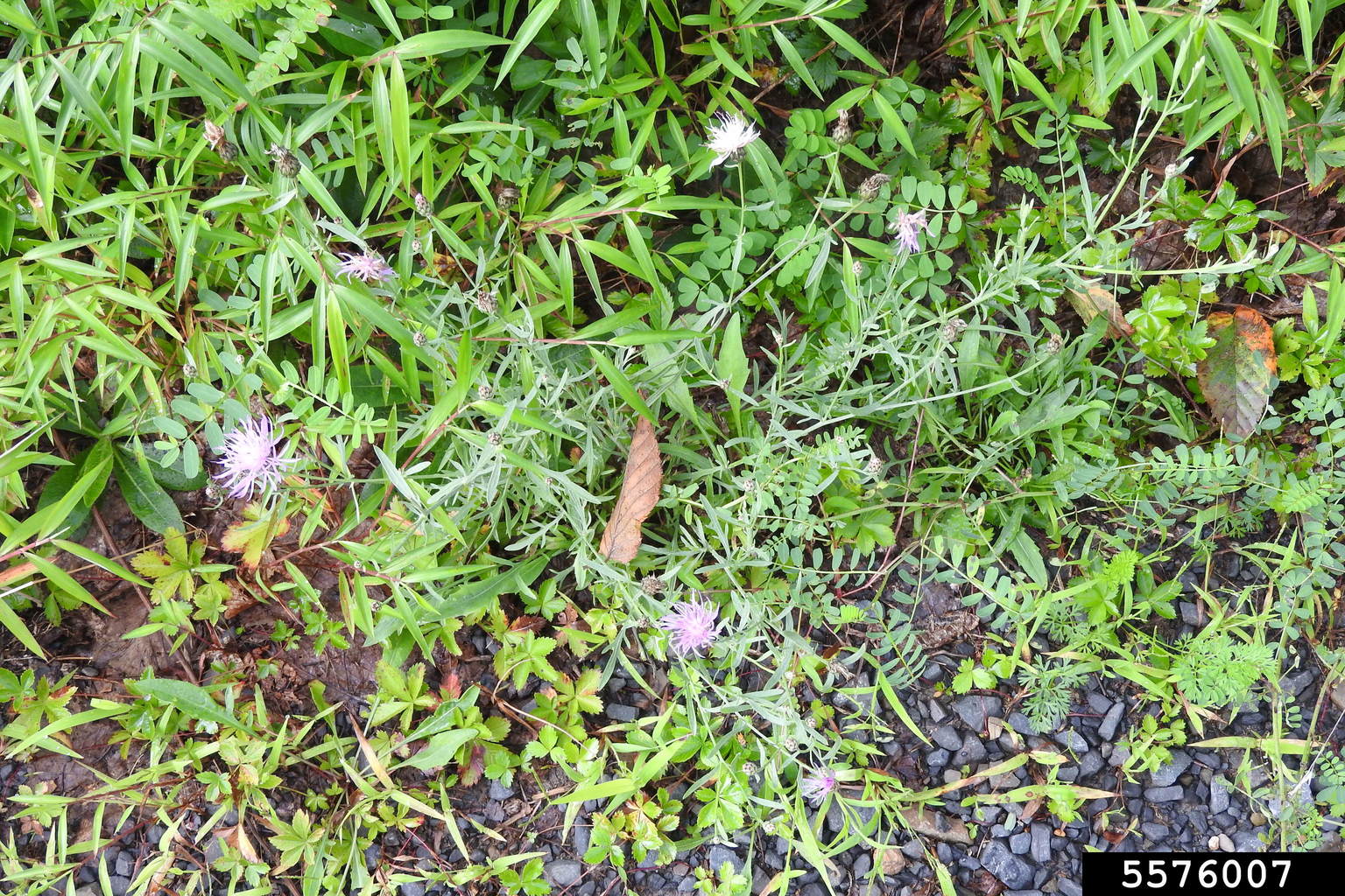 spotted knapweed (Centaurea stoebe ssp. micranthos (Gugler) Hayek)