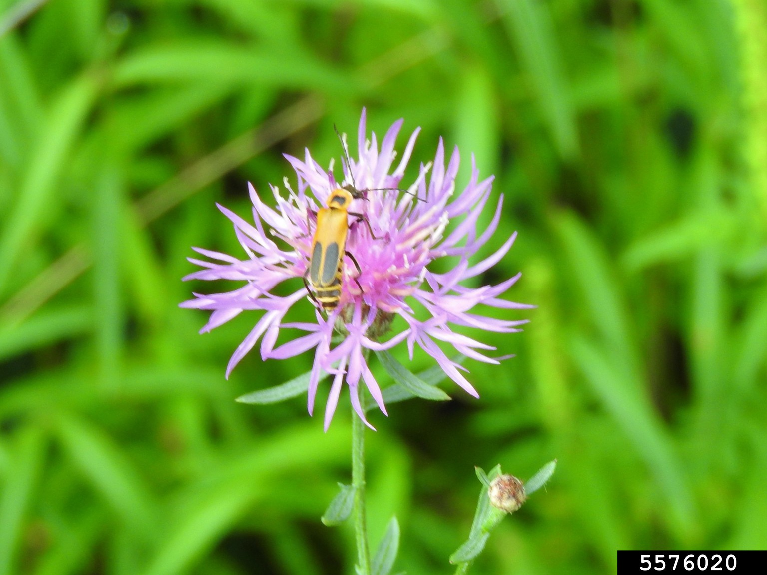 goldenrod solider beetle (Chauliognathus pensylvanicus (De Geer, 1774))