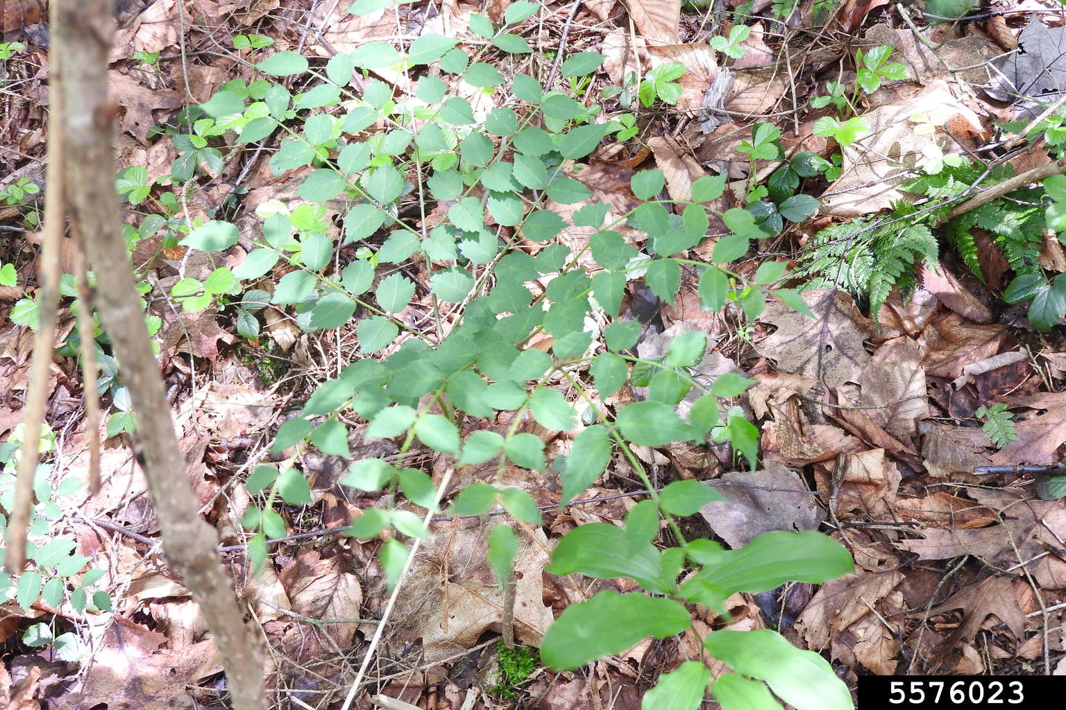 angelica (Genus Angelica L.)