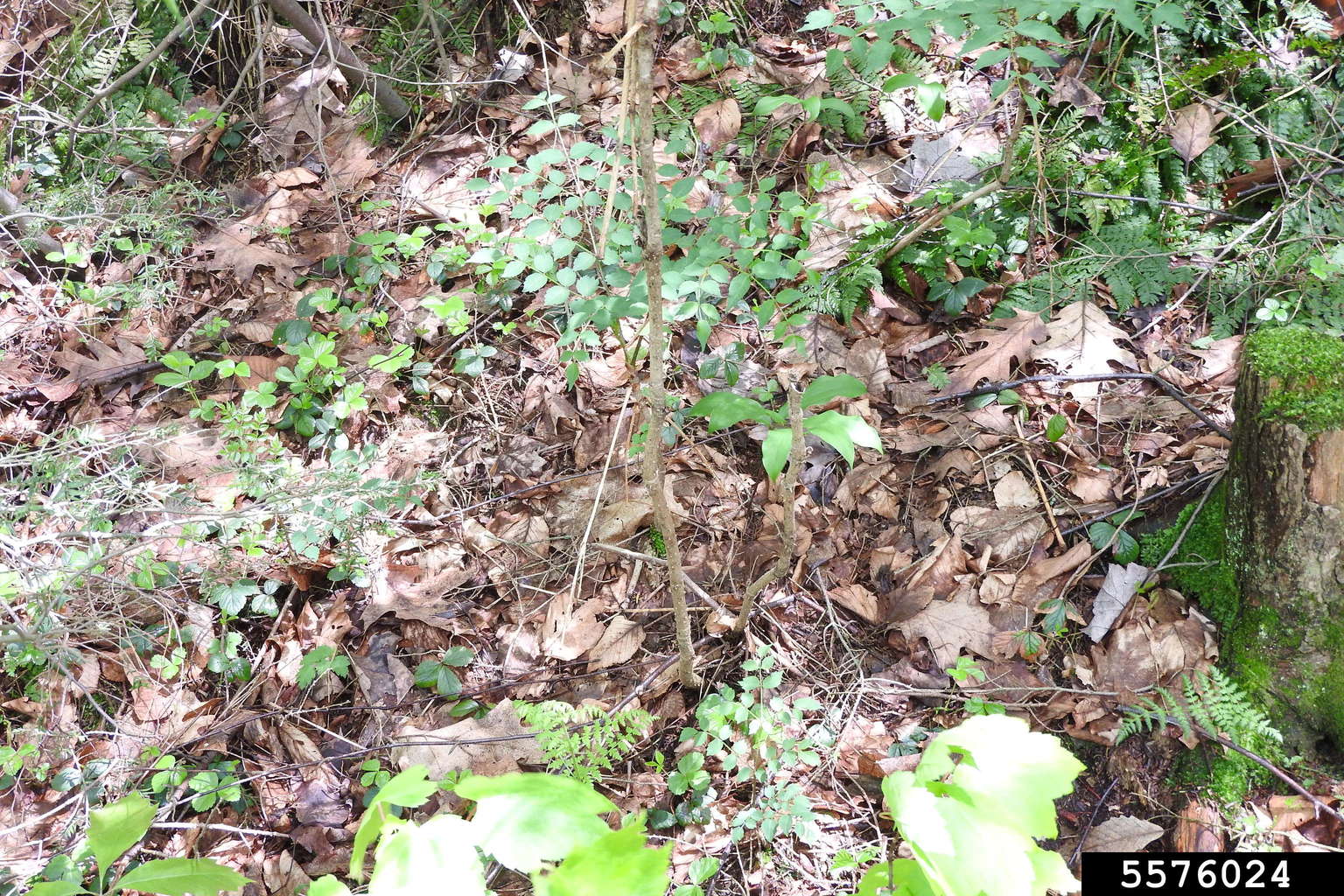 angelica (Genus Angelica)