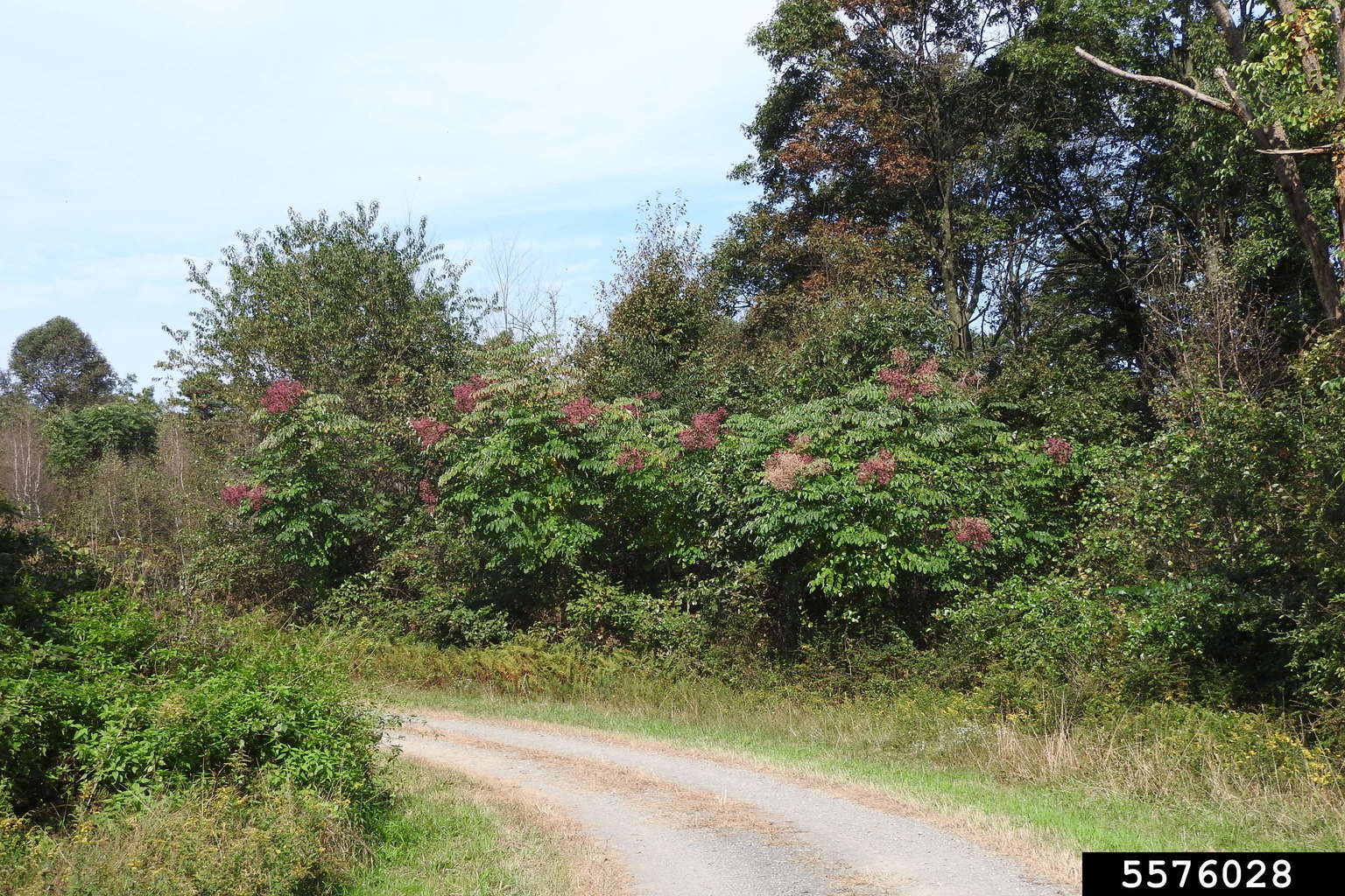 angelica (Genus Angelica)