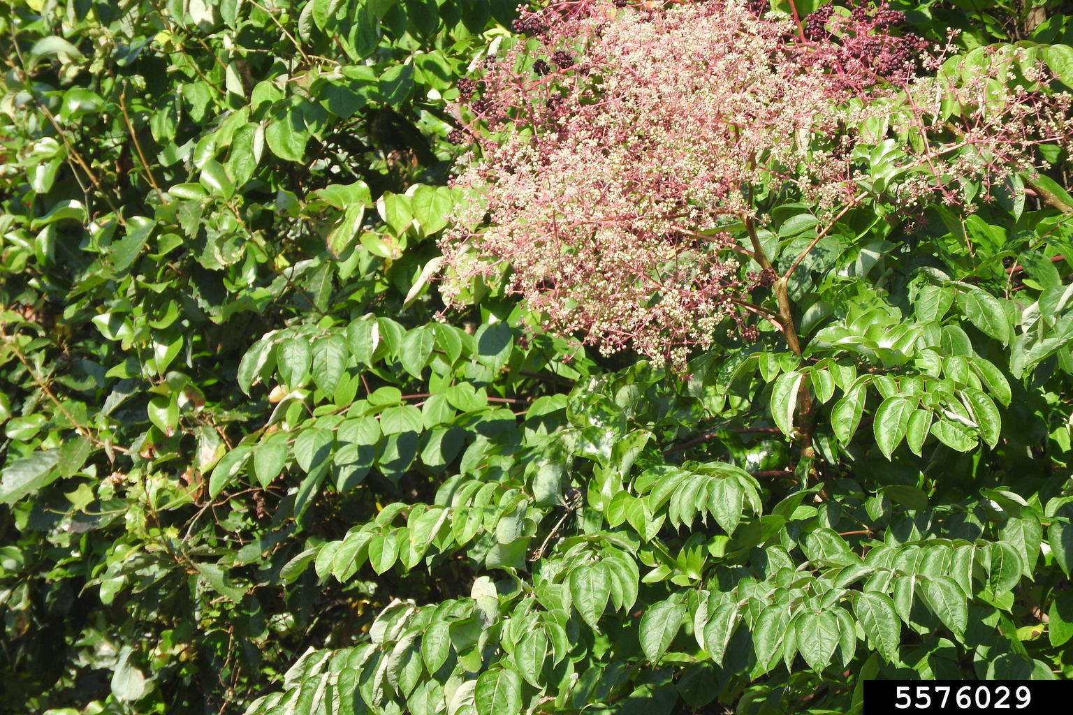 angelica (Genus Angelica)