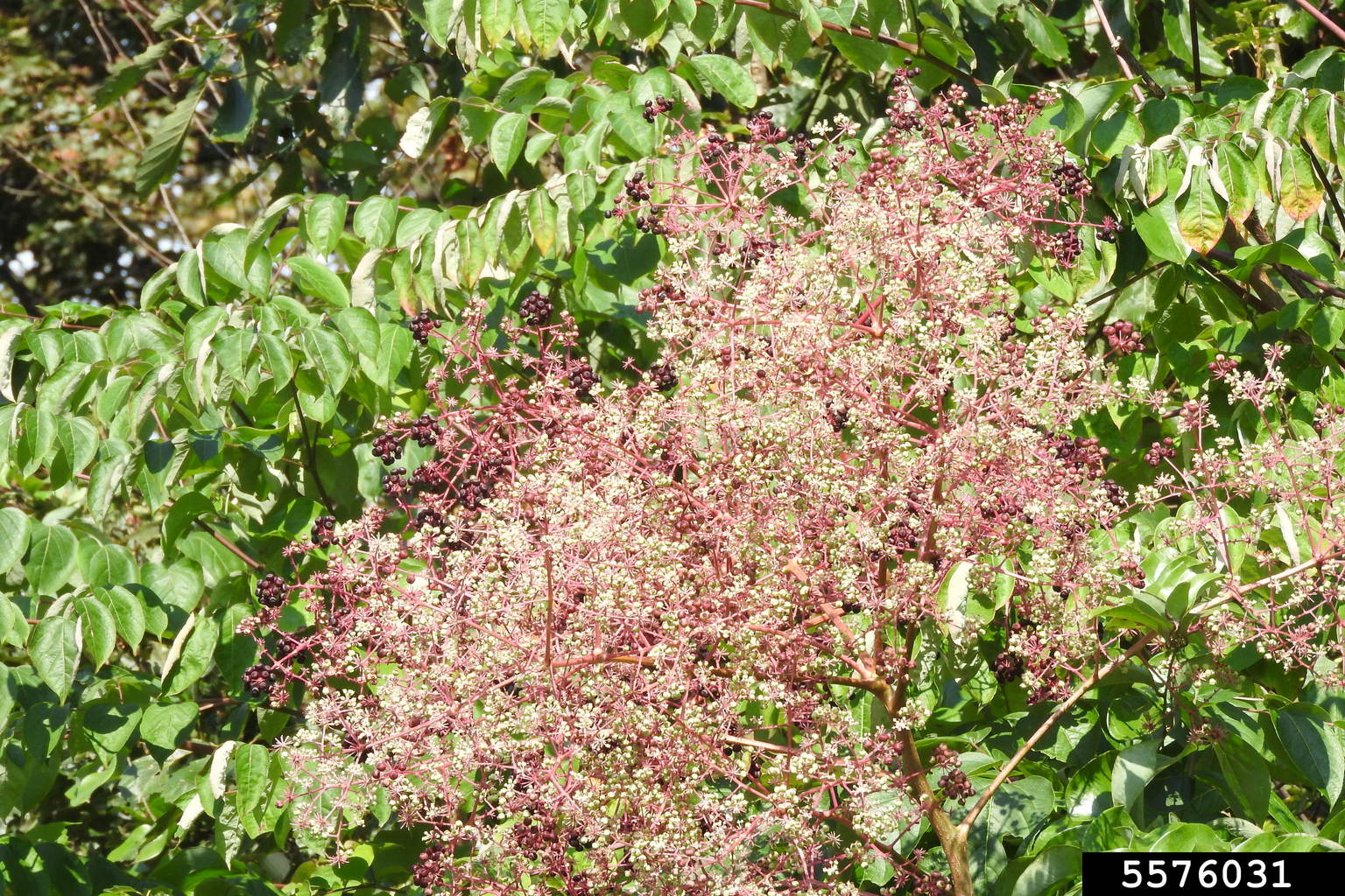 angelica (Genus Angelica L.)