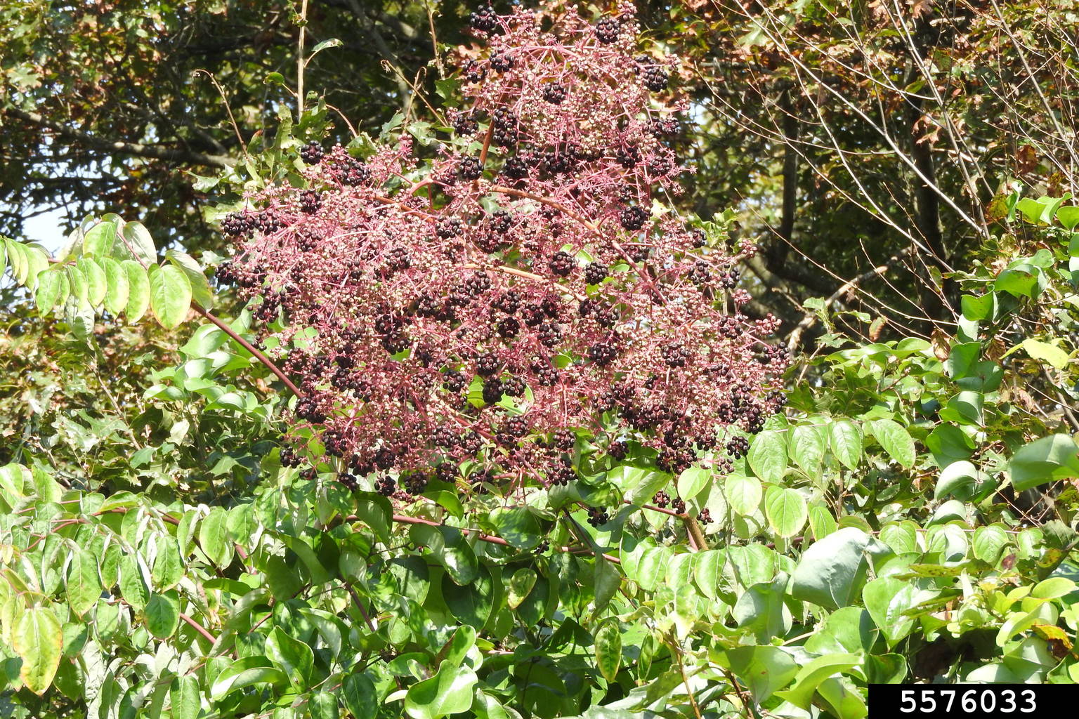 angelica (Genus Angelica)