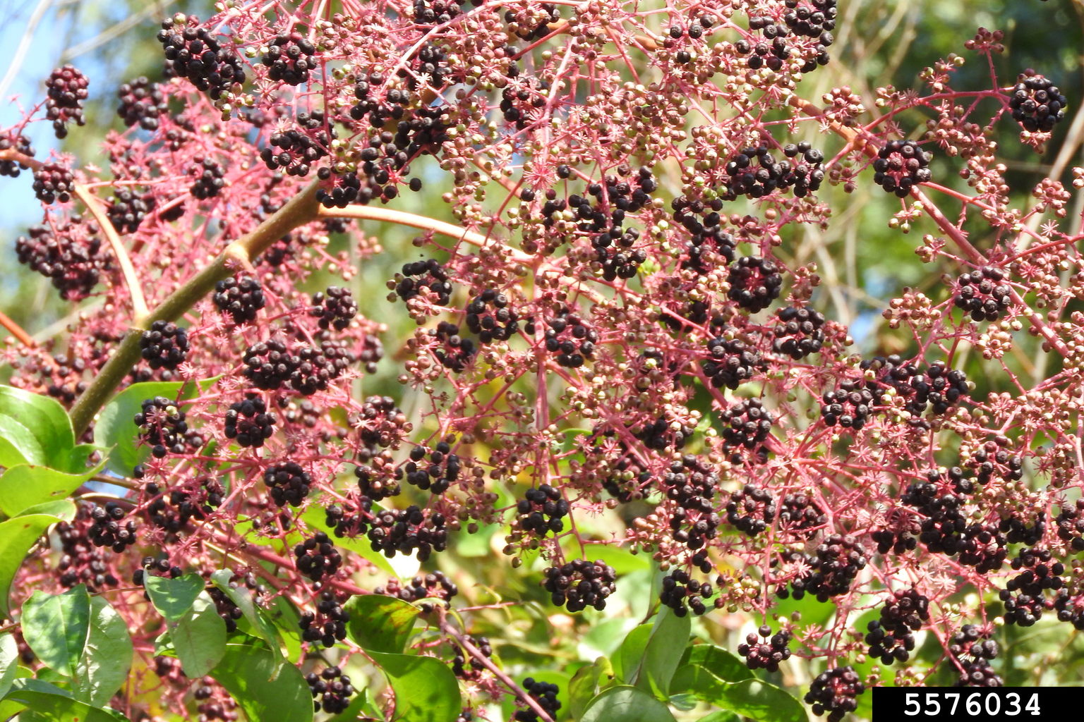 angelica (Genus Angelica)