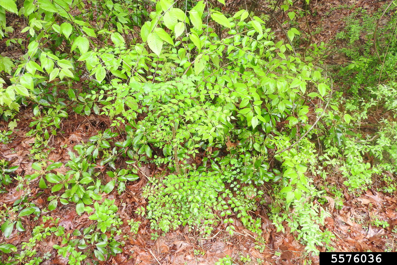 angelica (Genus Angelica L.)