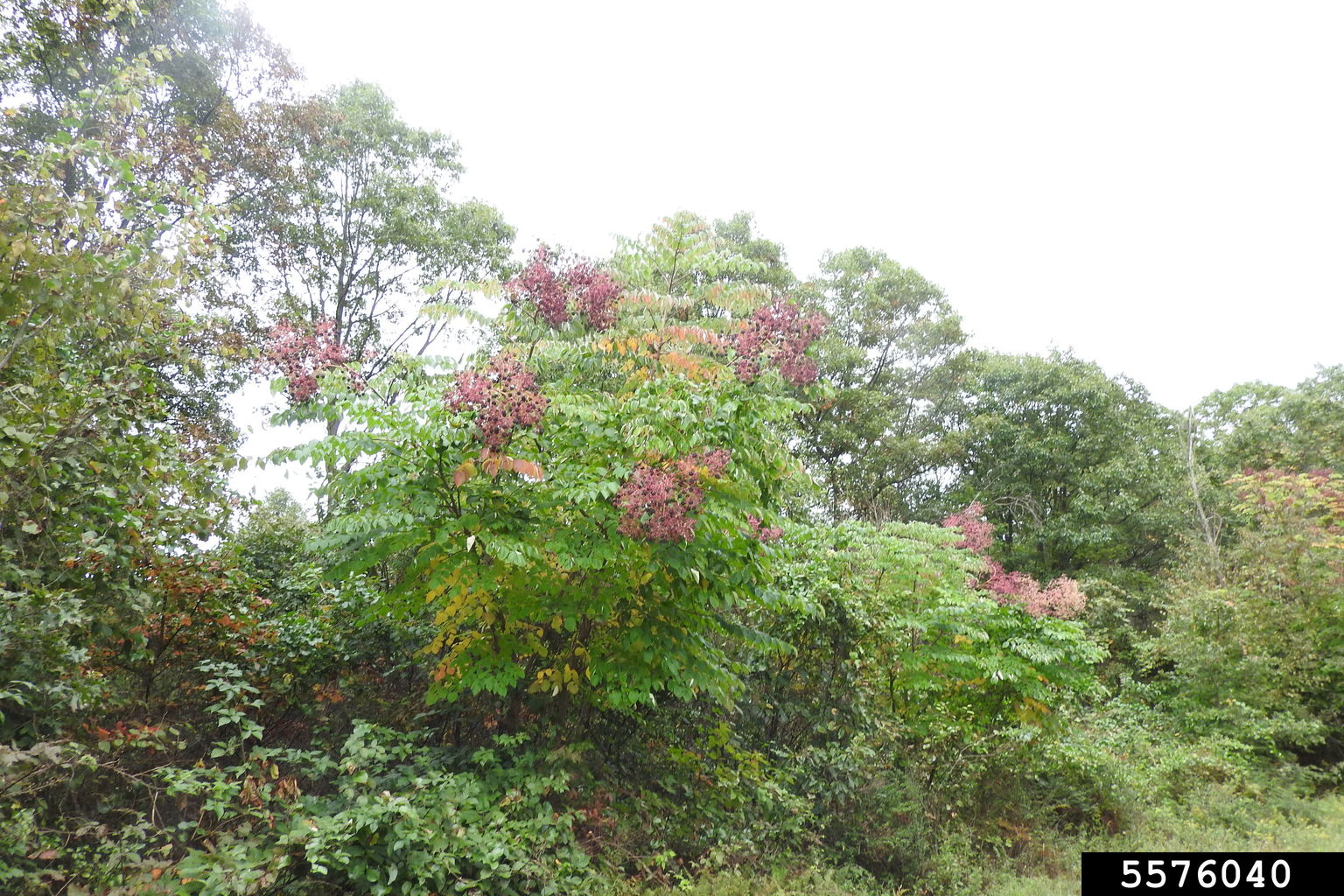 angelica (Genus Angelica)