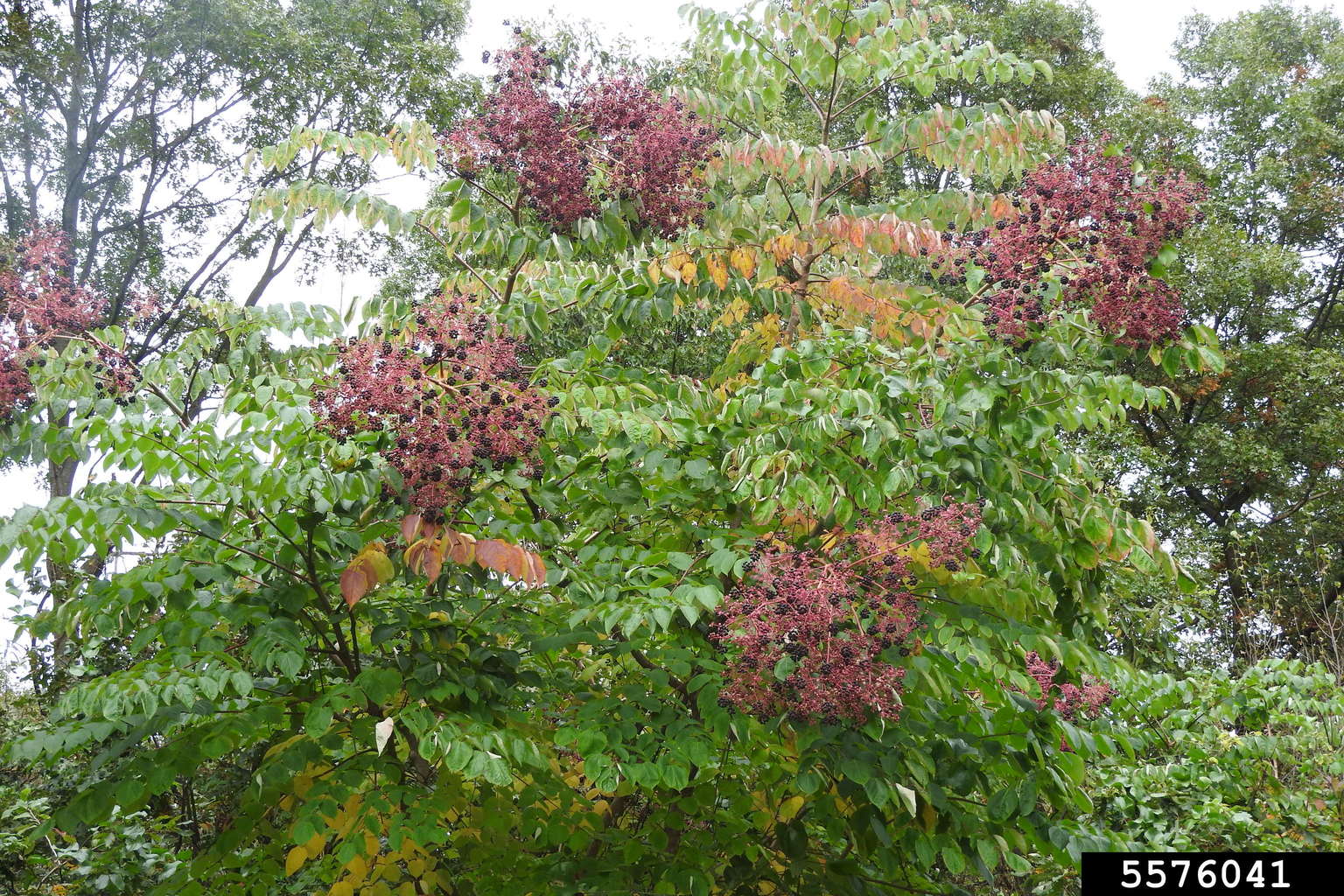angelica (Genus Angelica)