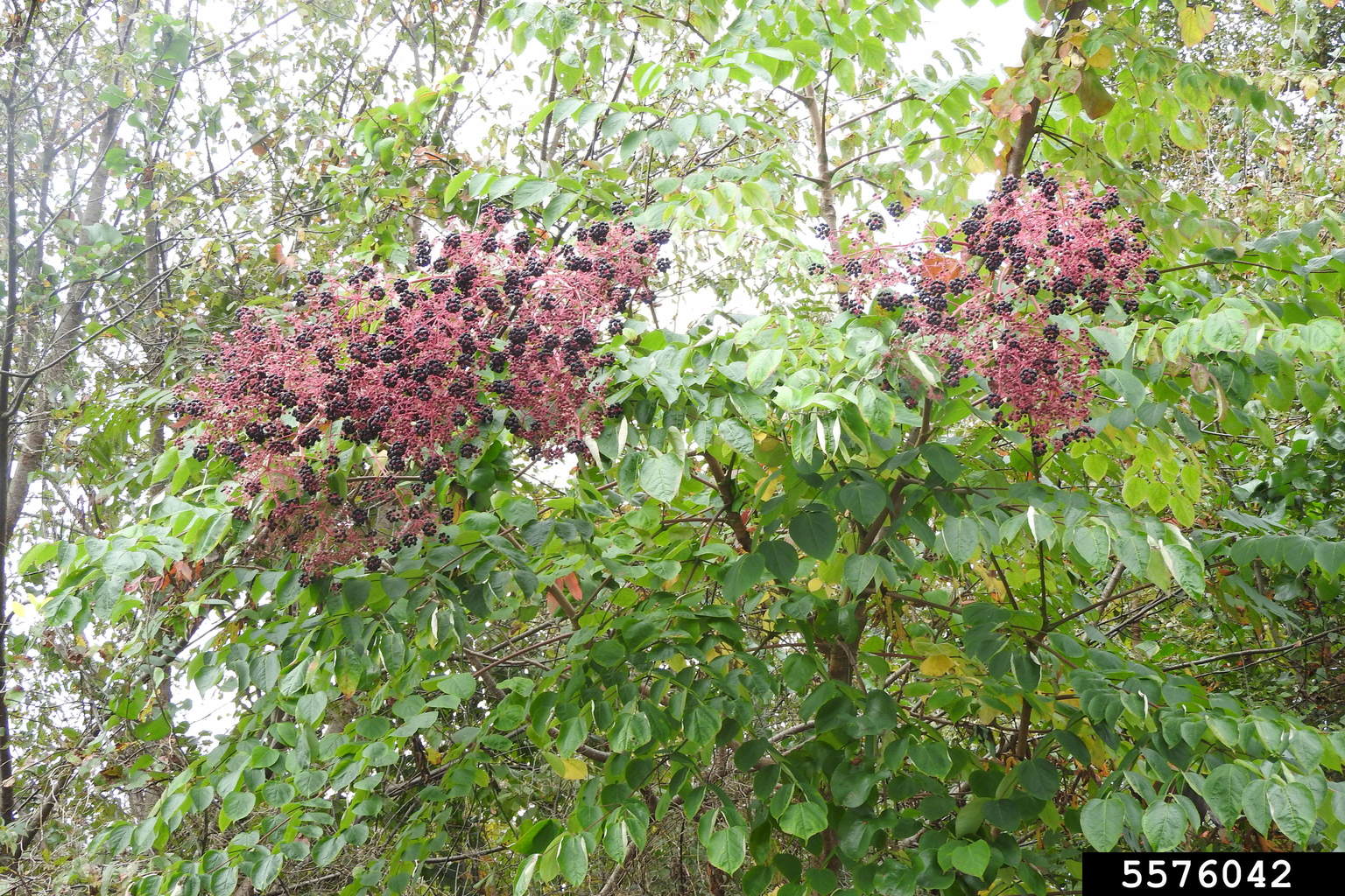 angelica (Genus Angelica)
