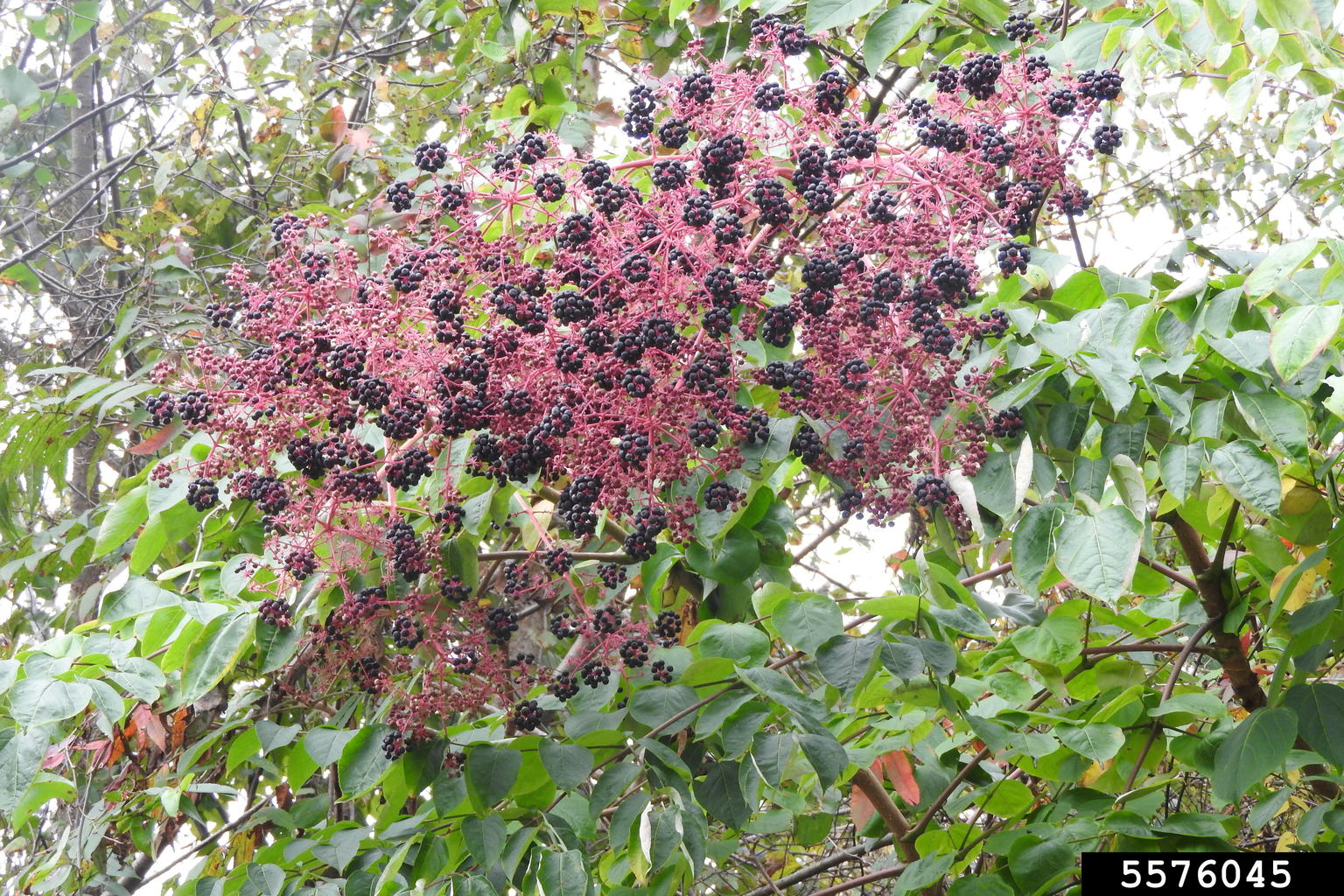 angelica (Genus Angelica)