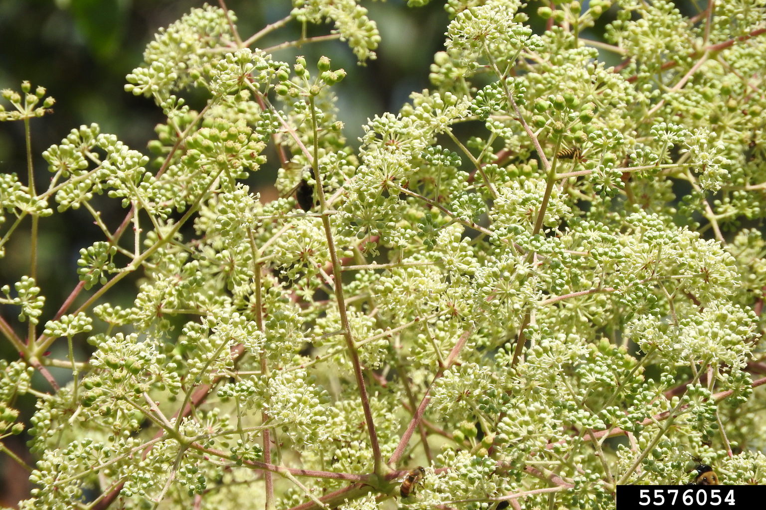 angelica (Genus Angelica L.)