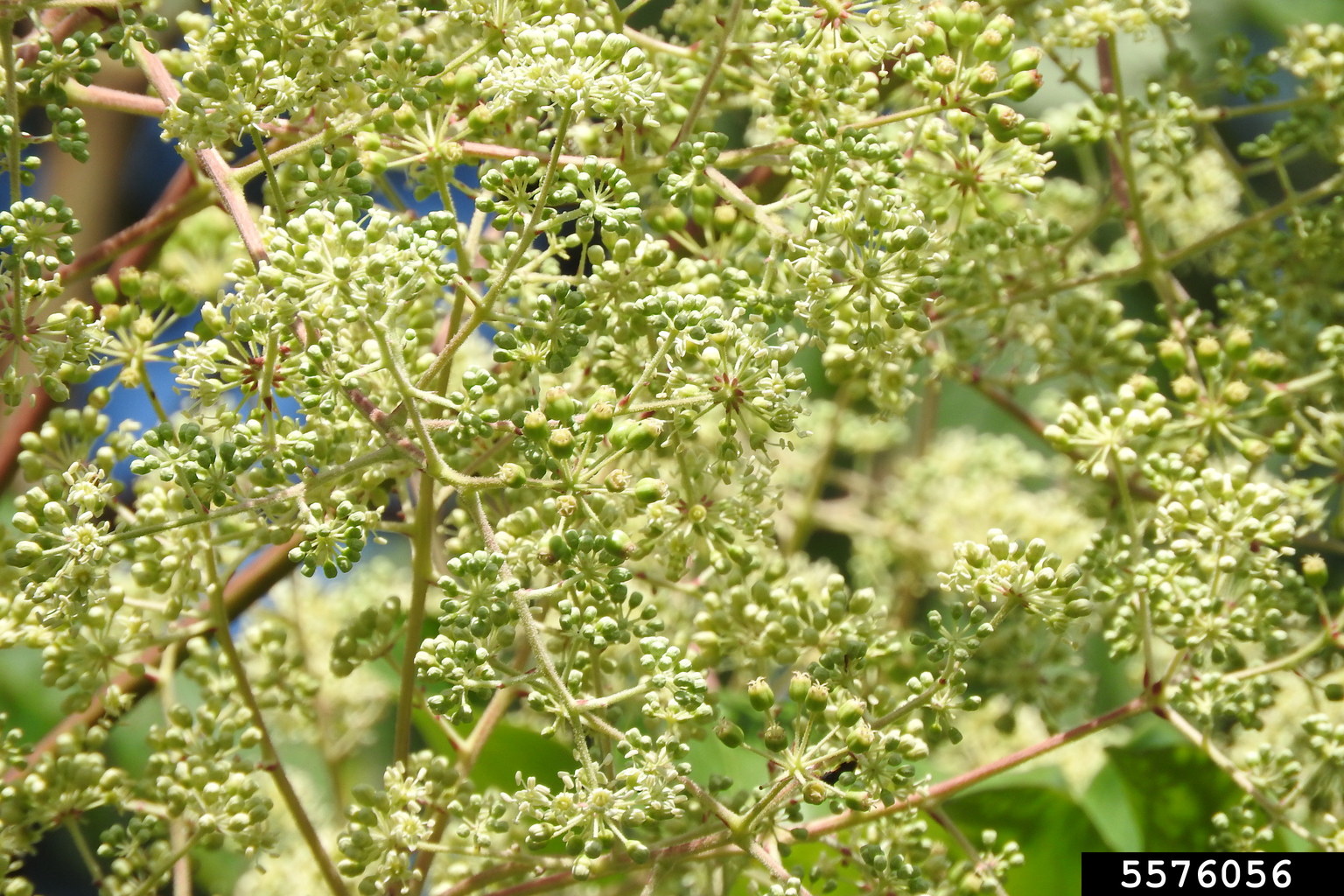 angelica (Genus Angelica L.)
