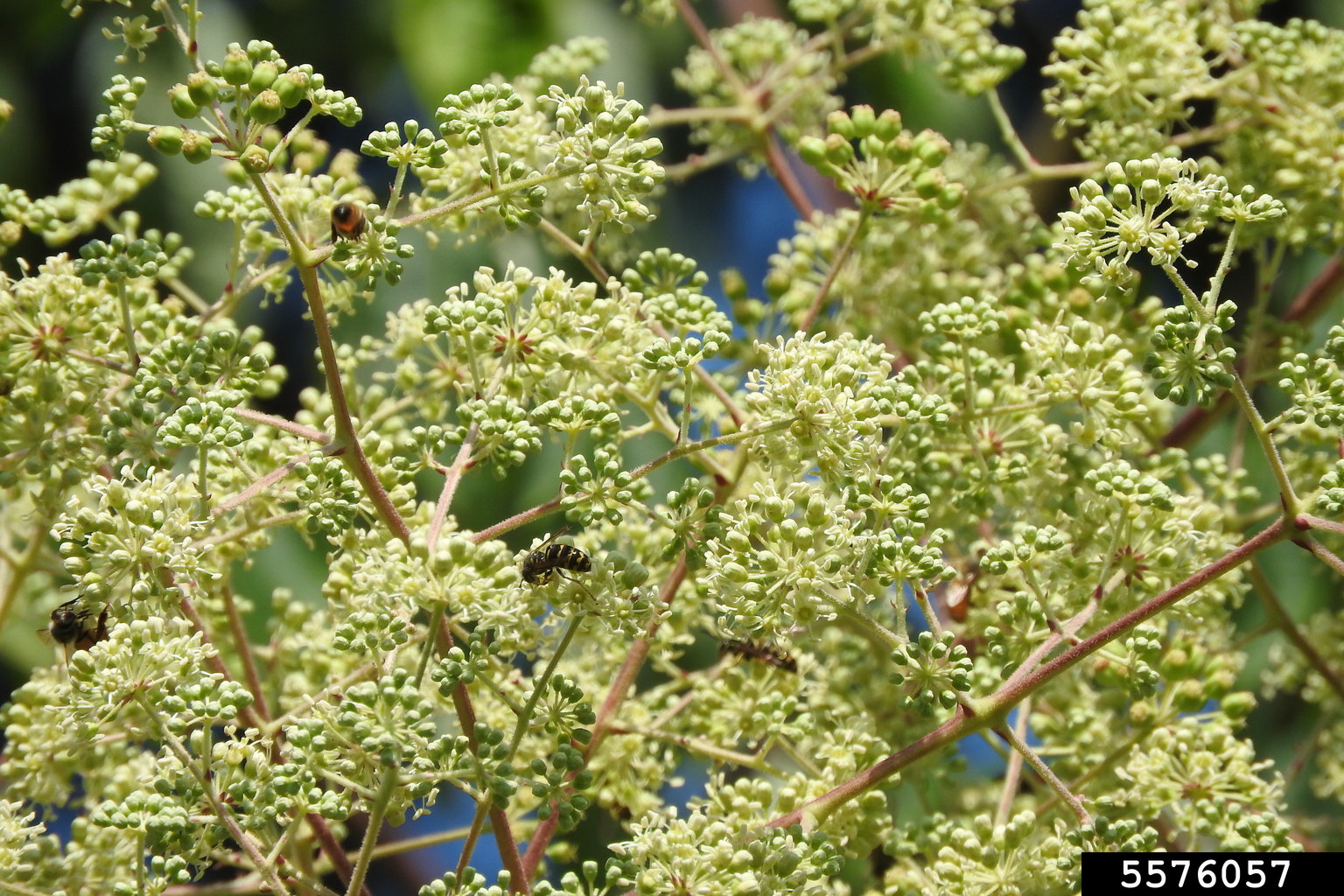 angelica (Genus Angelica)