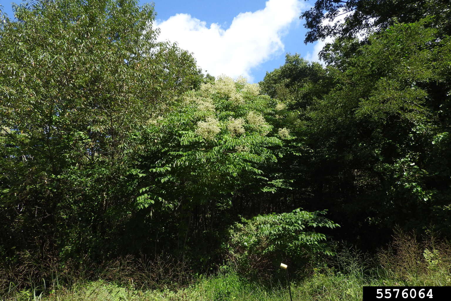 angelica (Genus Angelica L.)