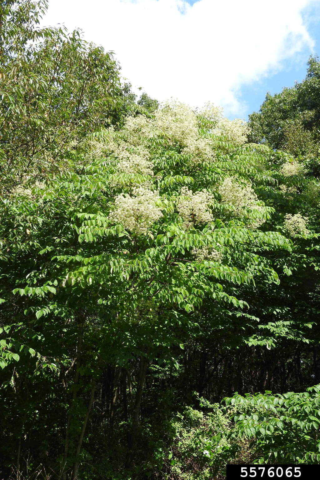 angelica (Genus Angelica)