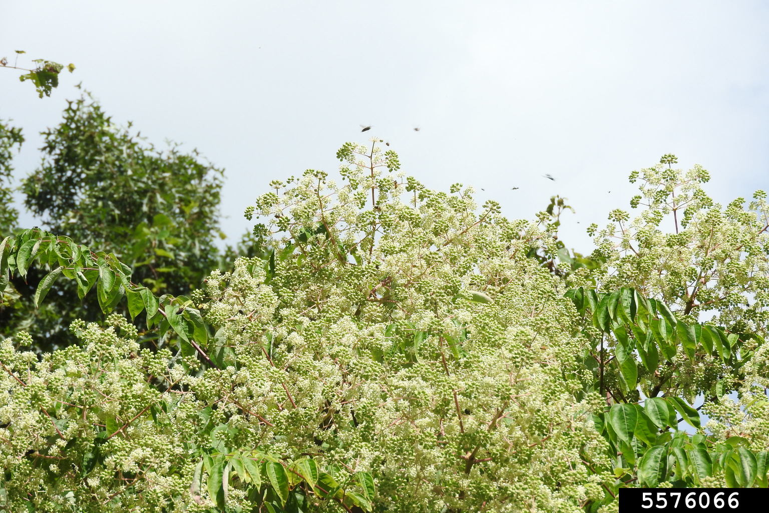 angelica (Genus Angelica L.)