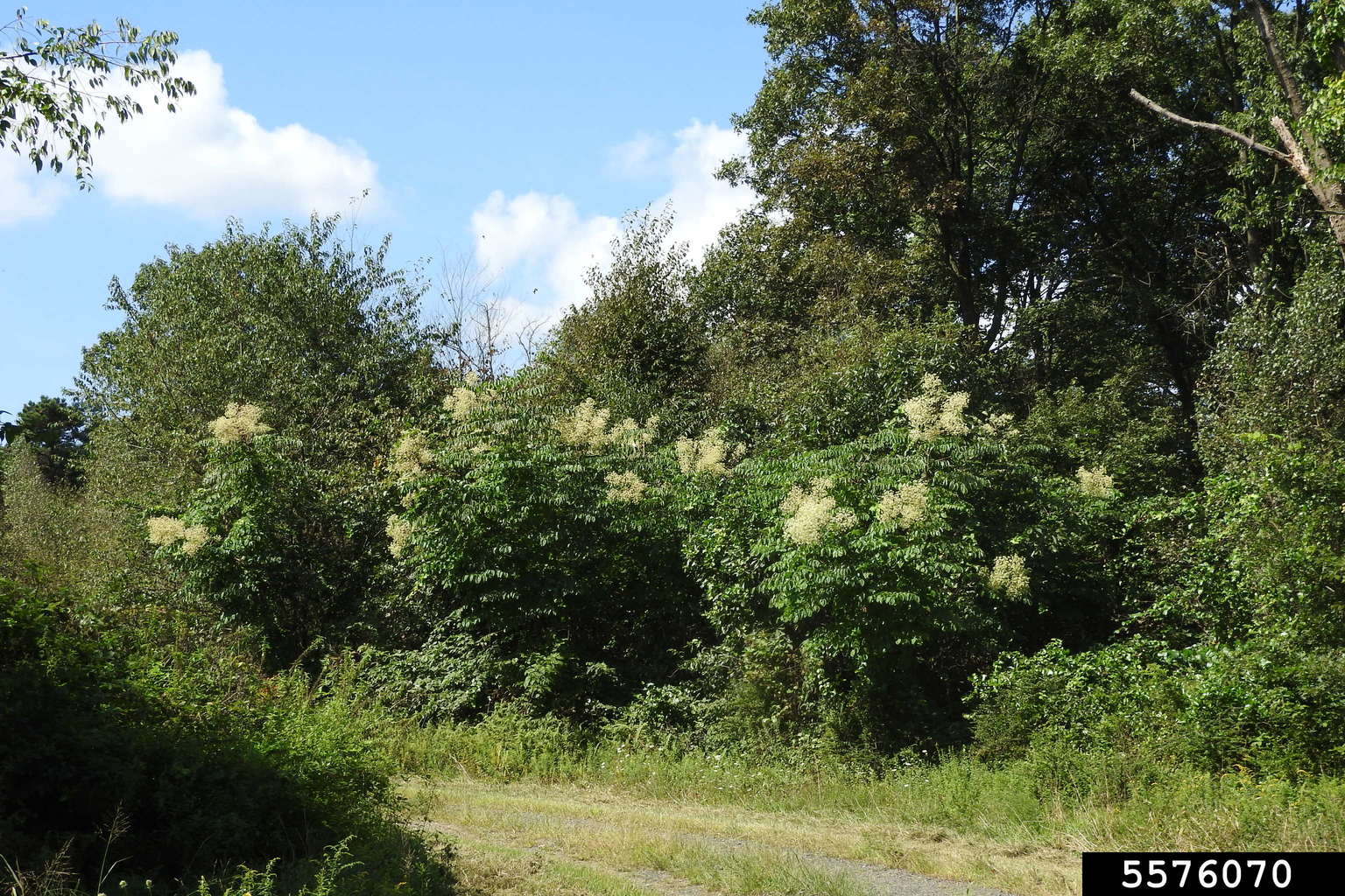 angelica (Genus Angelica L.)