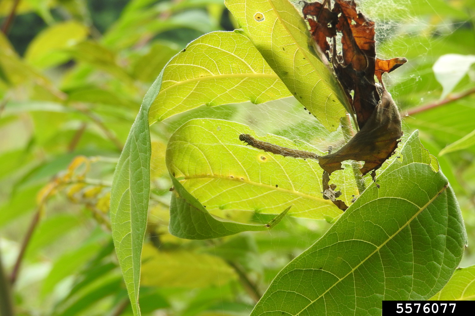 ailanthus webworm (Atteva aurea)